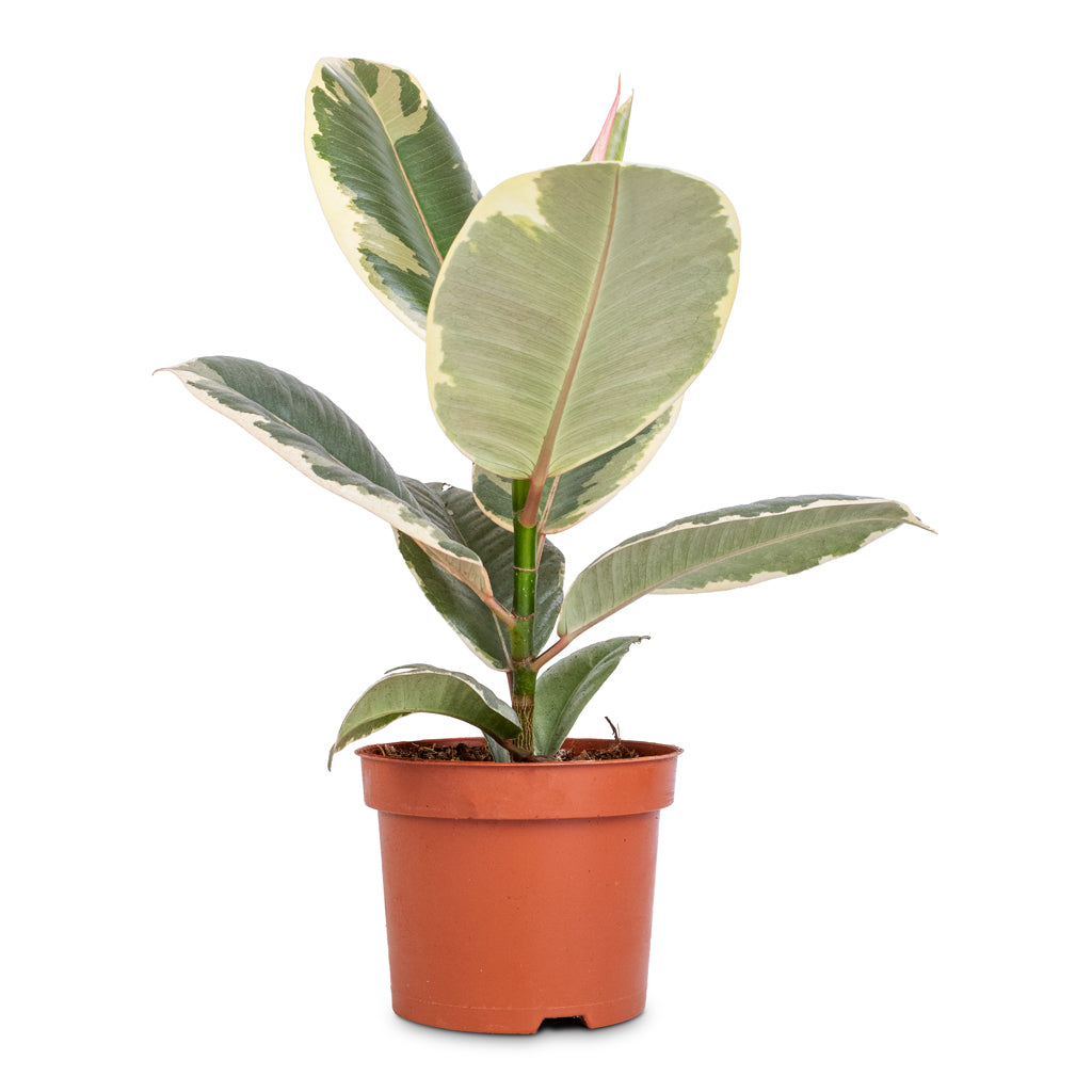 Ficus elastica Tineke - Variegated Rubber Plant | Hortology - HORTOLOGY