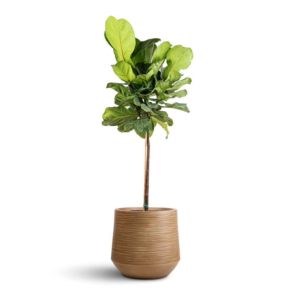 Ficus lyrata - Fiddle Leaf Fig - Quality Indoor Plants | Hortology ...