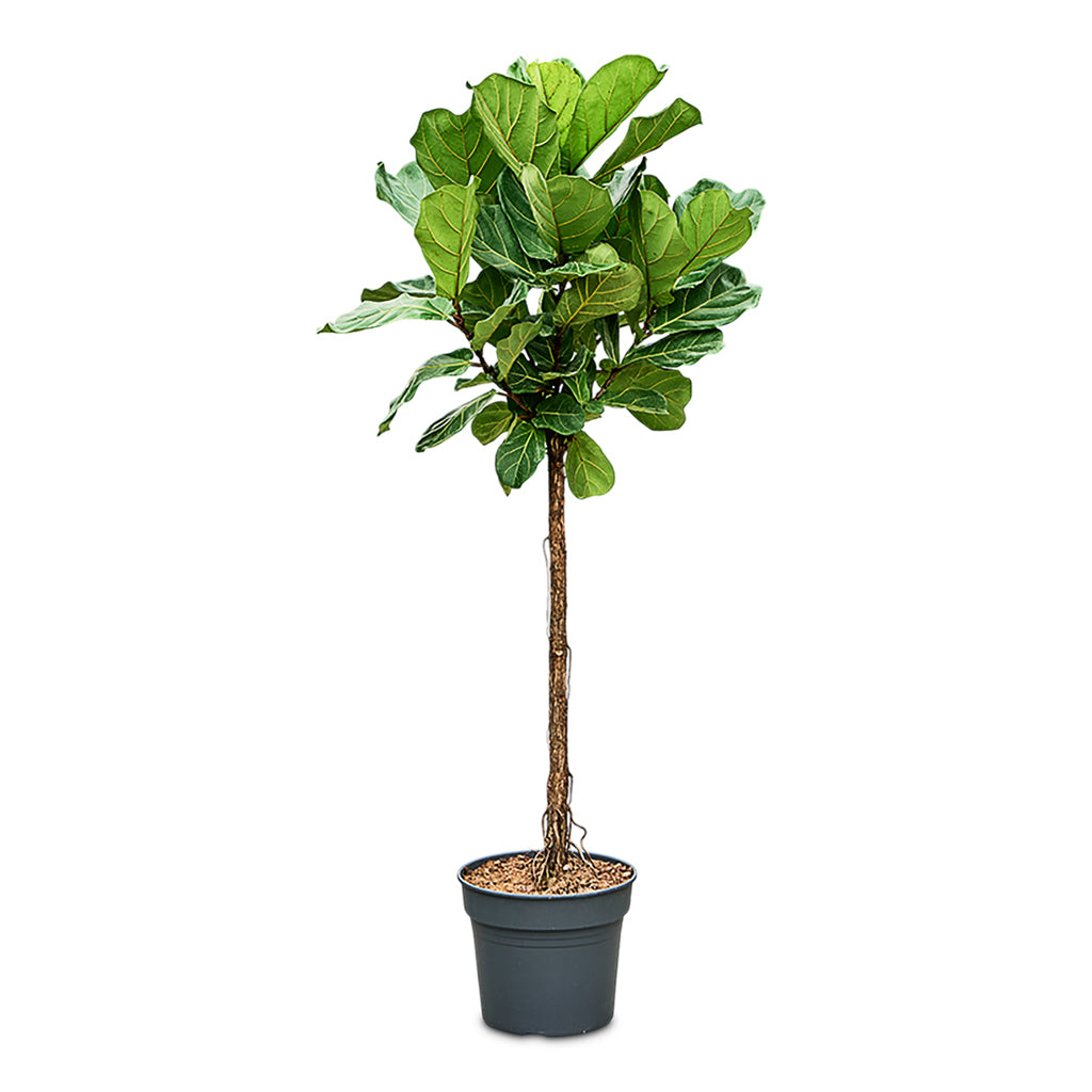 Ficus lyrata - Fiddle Leaf Fig - Quality Indoor Plants | Hortology ...
