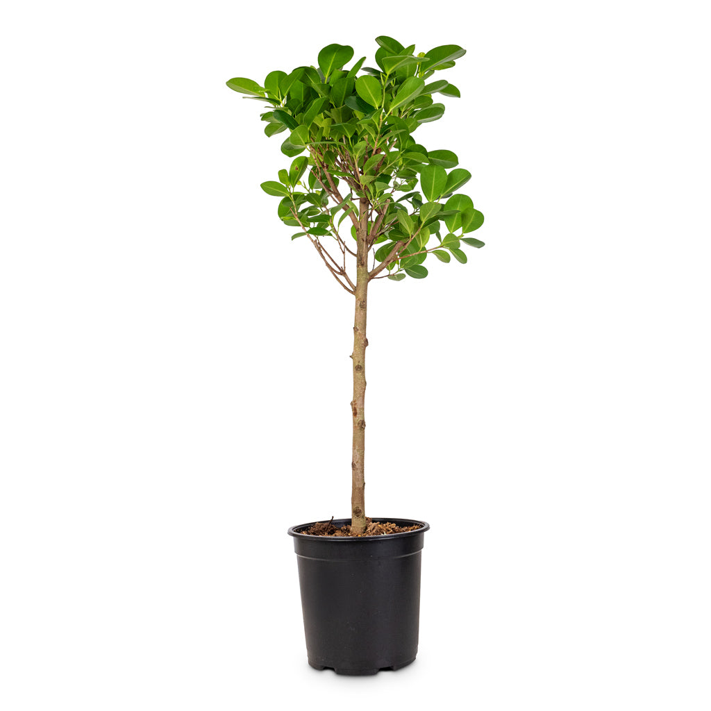 Ficus microcarpa Moclame - Indian Laurel - Straight Stem | Hortology ...