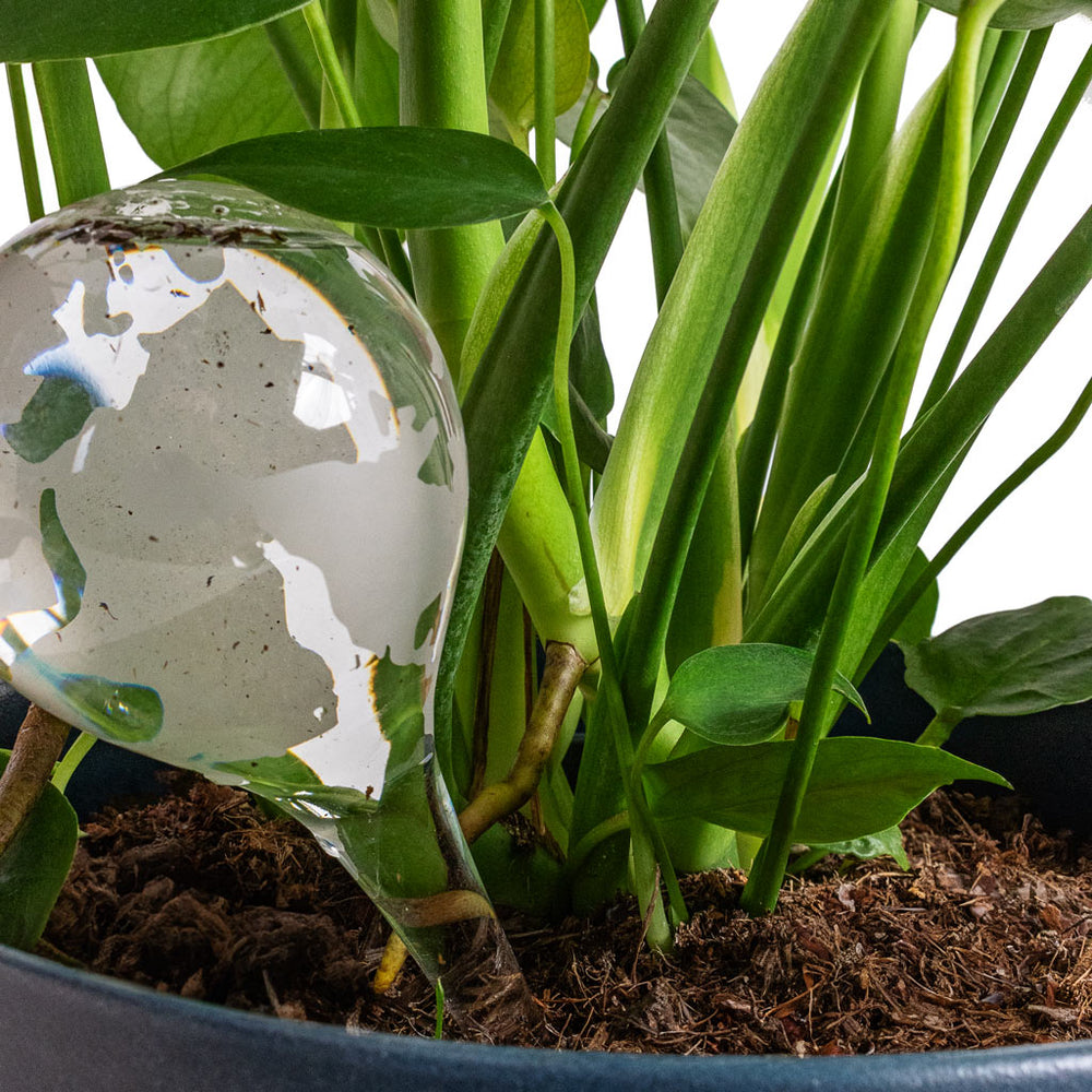 Globe Plant Waterer - Earth Etched Self Watering Sphere | Hortology ...