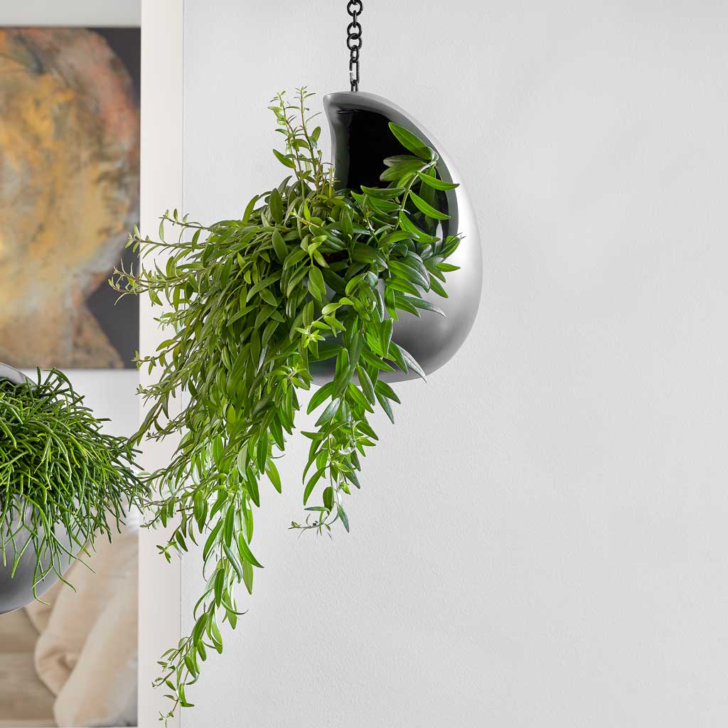 Gradient Hanging Cocoon - Matt Grey Indoor Planter | Hortology - HORTOLOGY
