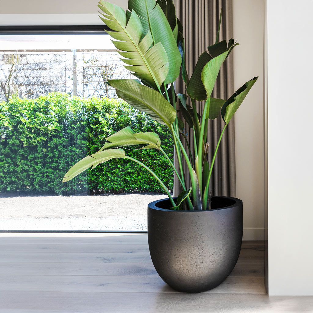 Grigio New Egg Pot Planter - Anthracite Concrete | Hortology