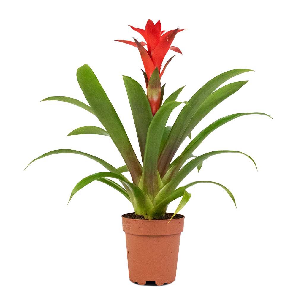 Guzmania Calypso Plants - Starlight Red Bromeliad | Hortology - HORTOLOGY