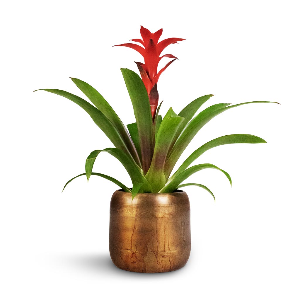 Guzmania Calypso Plants - Starlight Red Bromeliad | Hortology