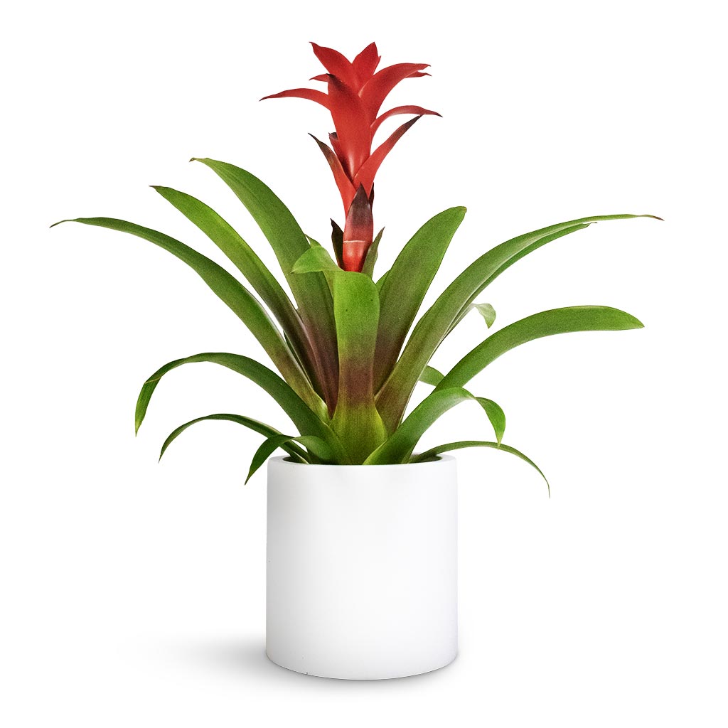 Guzmania Calypso Plants - Starlight Red Bromeliad | Hortology - HORTOLOGY