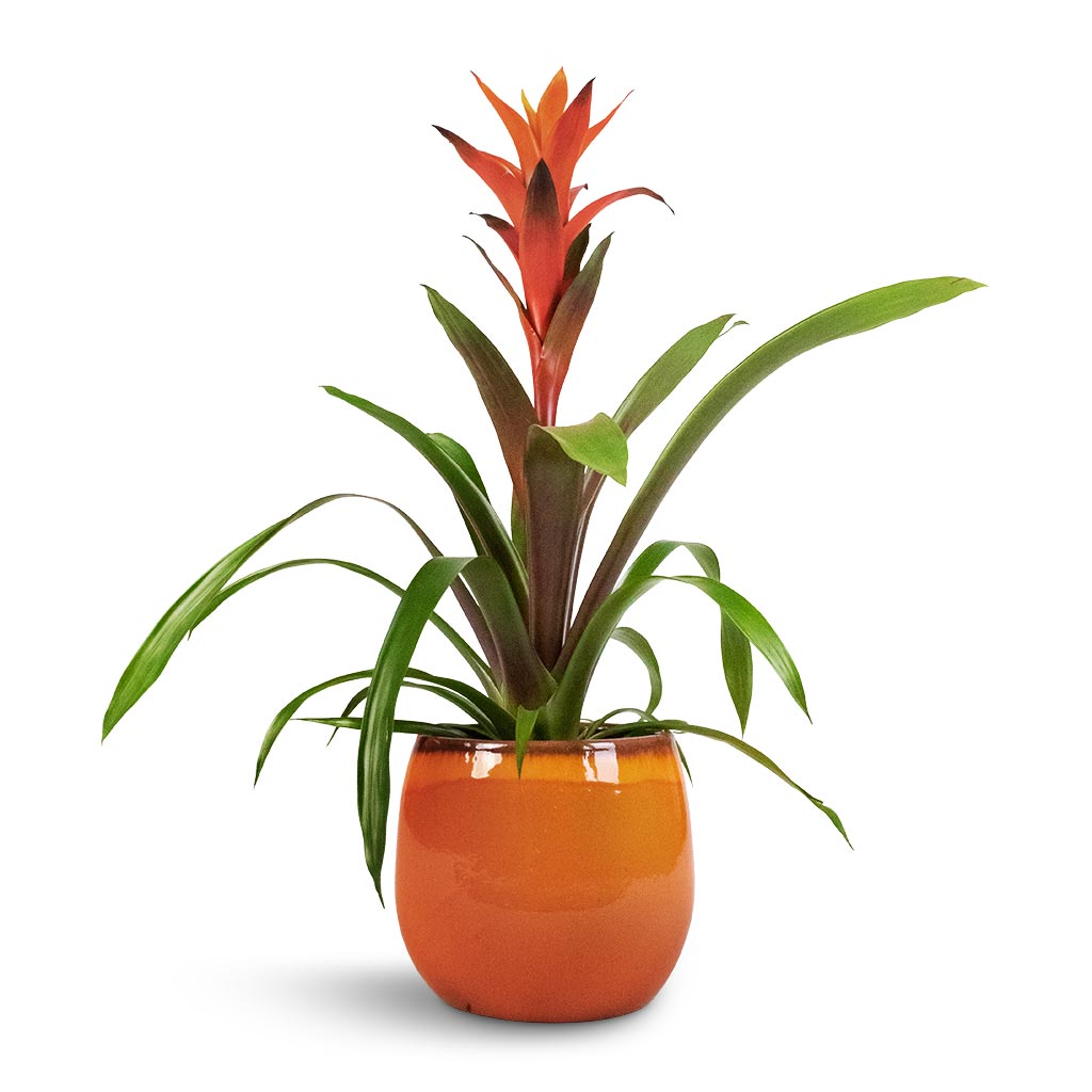 Charlotte Plant Pot - Orange - Quality Indoor Pots | Hortology - HORTOLOGY