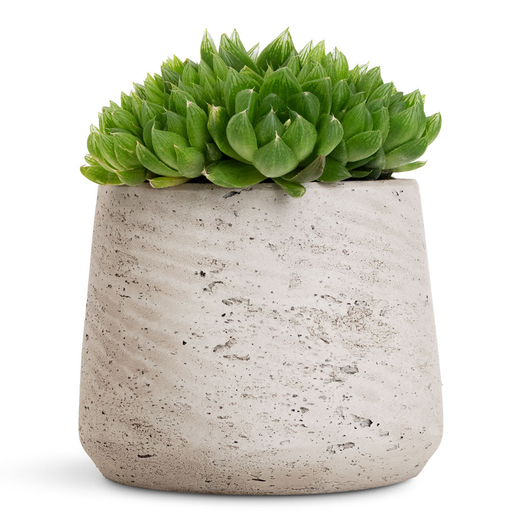 Patt Plant Pot - Grey Washed - Quality Plant Pots | Hortology - HORTOLOGY