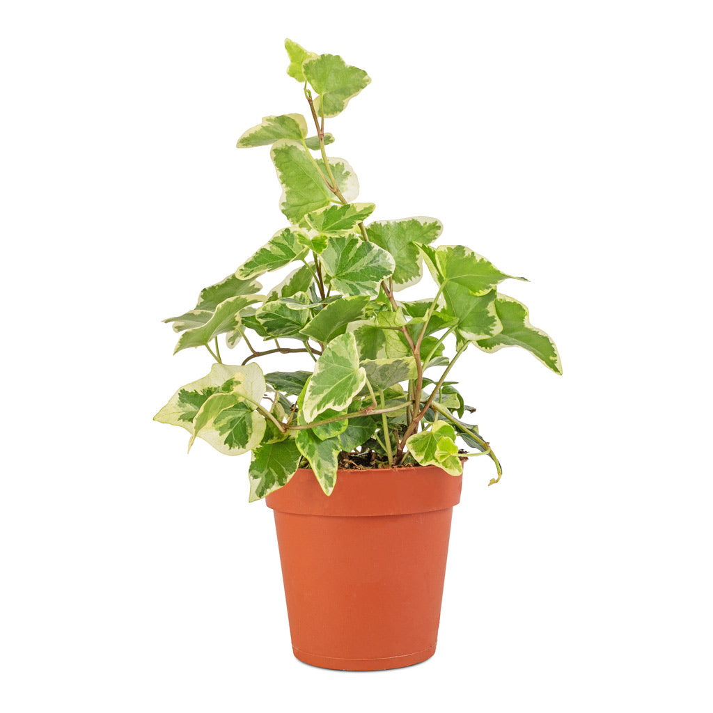 Hedera helix White Wonder - English Ivy - Hanging Plants | Hortology ...