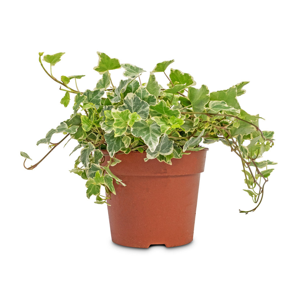 Hedera helix White Wonder - English Ivy - Hanging Plants | Hortology ...