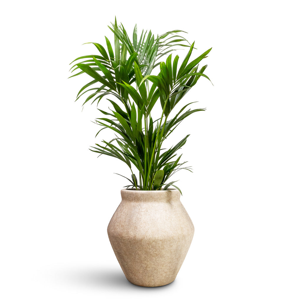 Howea forsteriana - Kentia Palm - Indoor Palms | Hortology - HORTOLOGY