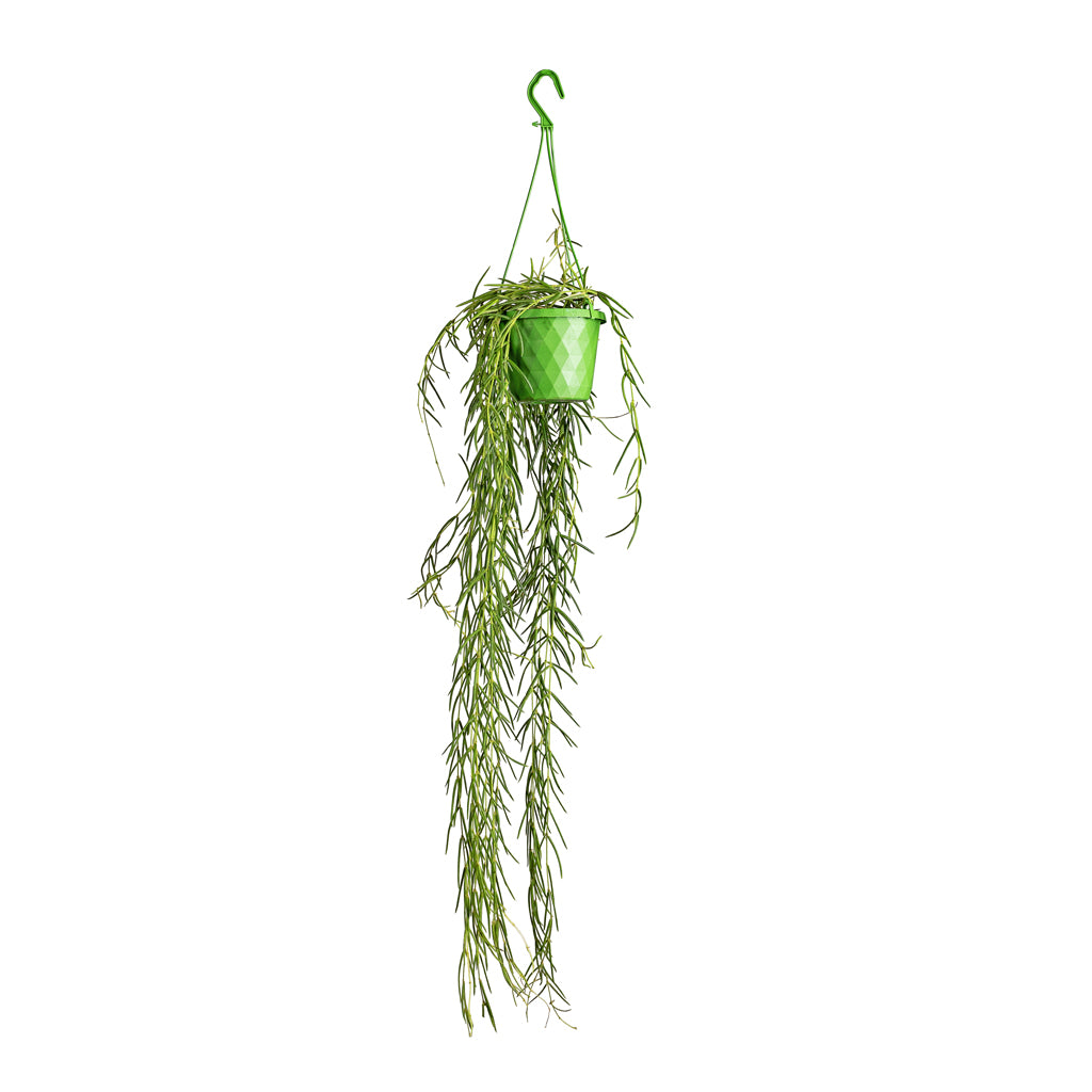 Hoya linearis - Linear Porcelain Hanging Houseplants | Hortology ...