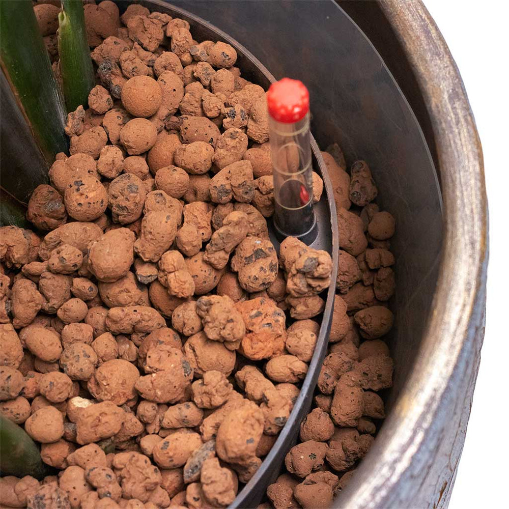 Step By Step Guide To Planting HydroCare Plants | Hortology - HORTOLOGY