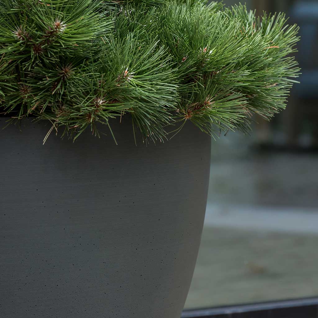 Jesslyn Refined Planter - Pine Green - Quality Planters | Hortology ...