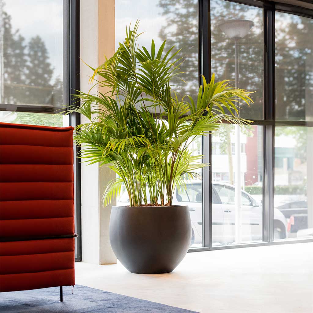 Jumbo Orb Natural Planter - Black - Quality Planters | Hortology ...