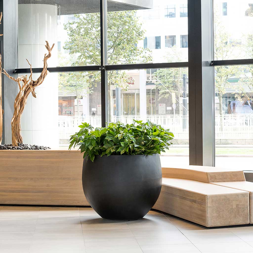 Jumbo Orb Natural Planter - Black - Quality Planters | Hortology ...