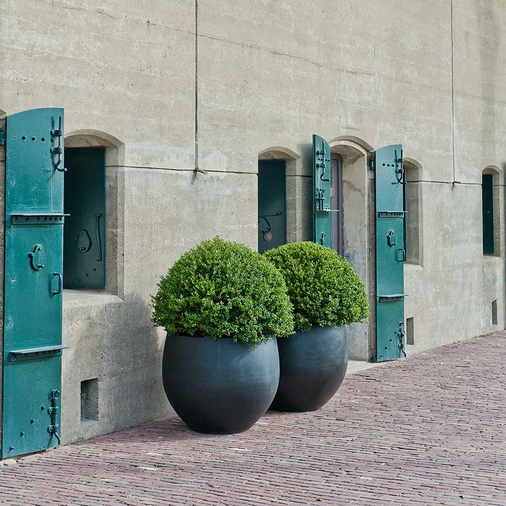 Jumbo Orb Natural Planter - Black - Quality Planters | Hortology ...