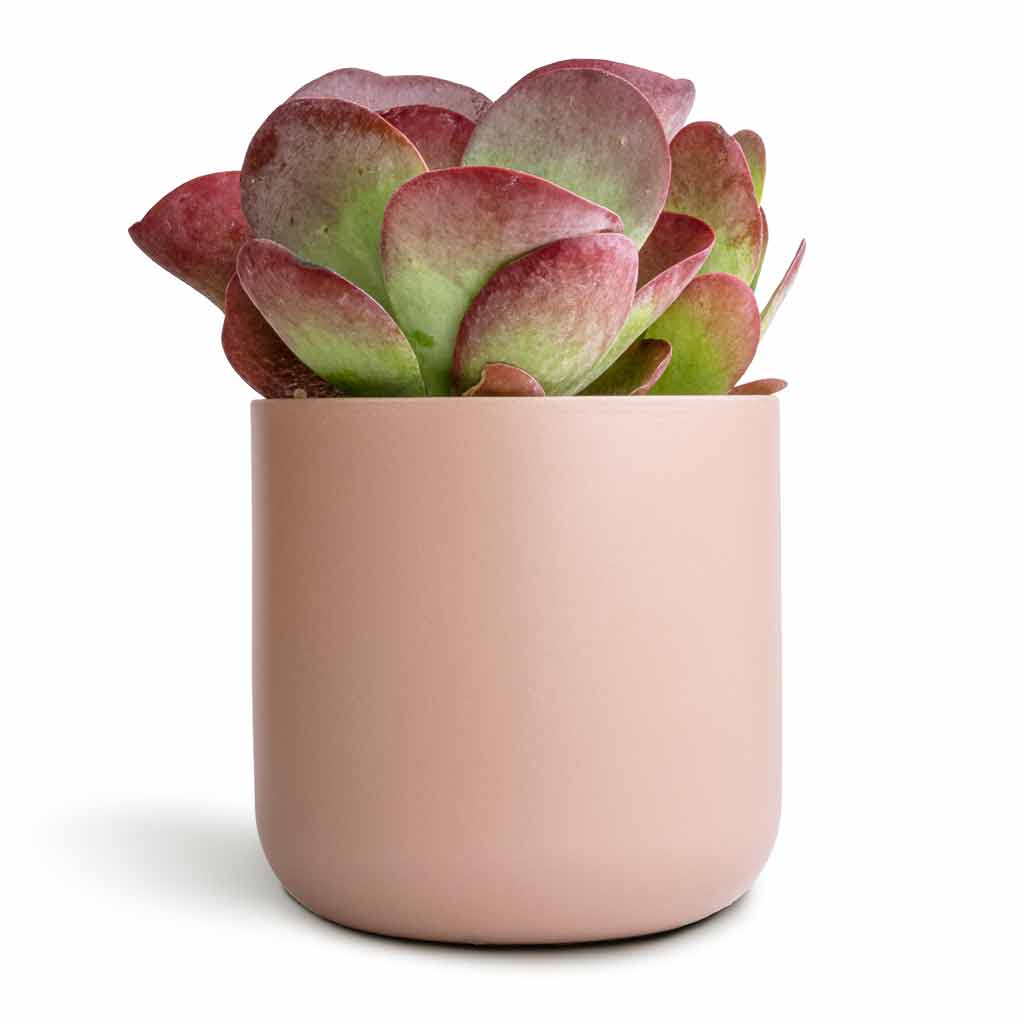 Kalanchoe thyrsiflora - Paddle Plant - Quality Succulents | Hortology ...