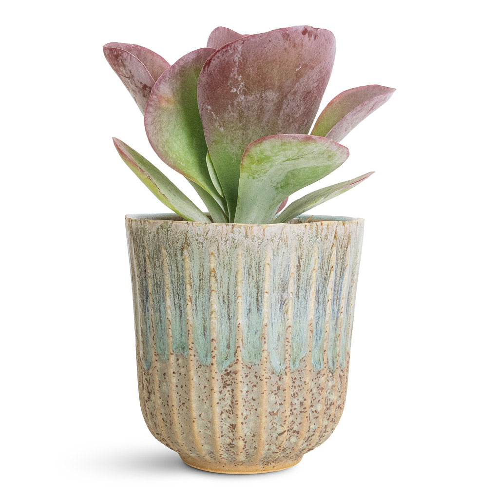 Roger Plant Pot - Powder - Quality Plant Pots | HORTOLOGY