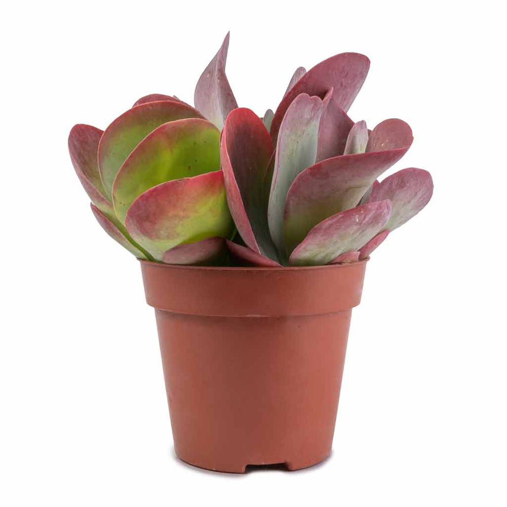 Kalanchoe thyrsiflora - Paddle Plant - Quality Succulents | Hortology ...