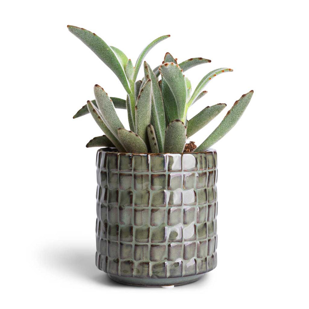 Stian Plant Pot - Moss Green - Quality Plant Pots | Hortology - HORTOLOGY