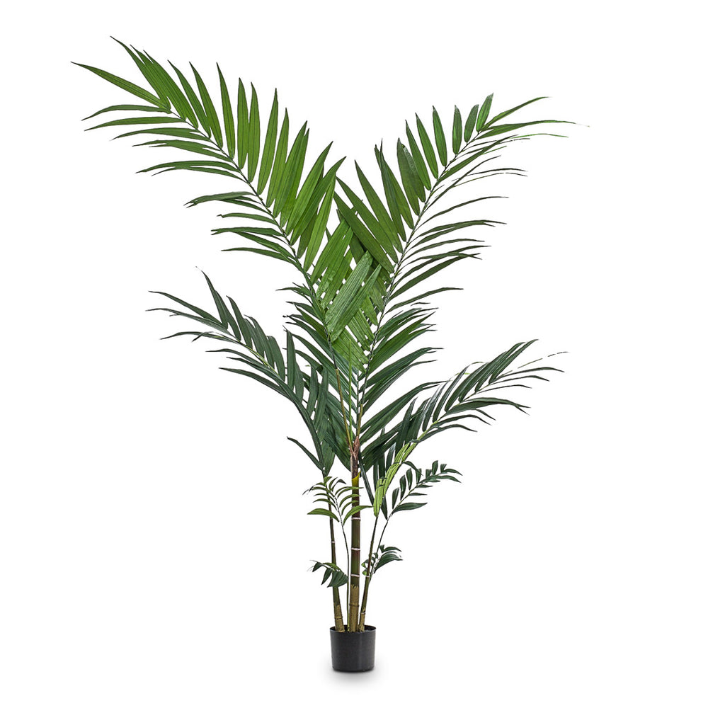 Kentia Palm - Howea forsteriana - Quality Artificial Palms | HORTOLOGY