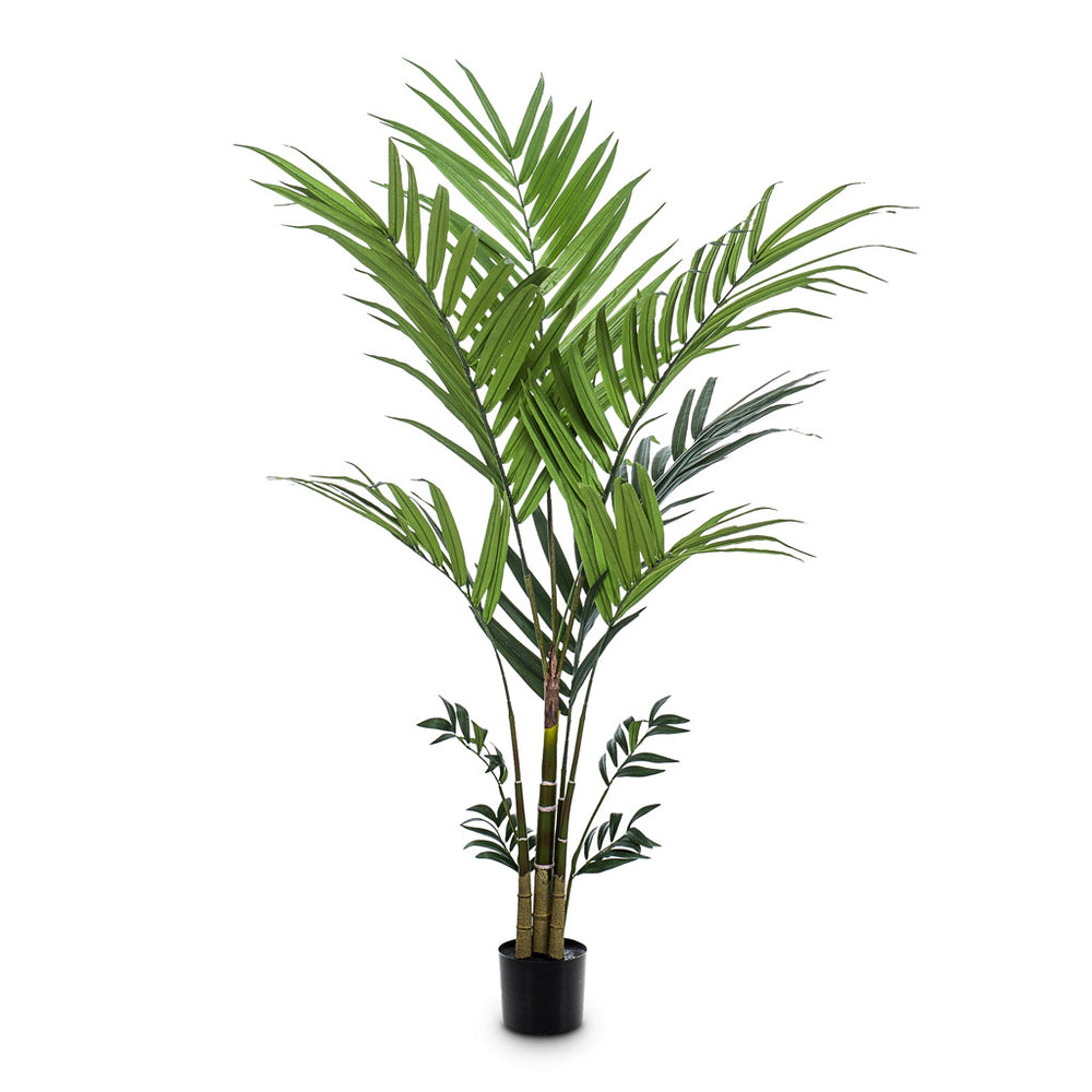 Kentia Palm - Howea forsteriana - Quality Artificial Palms | HORTOLOGY