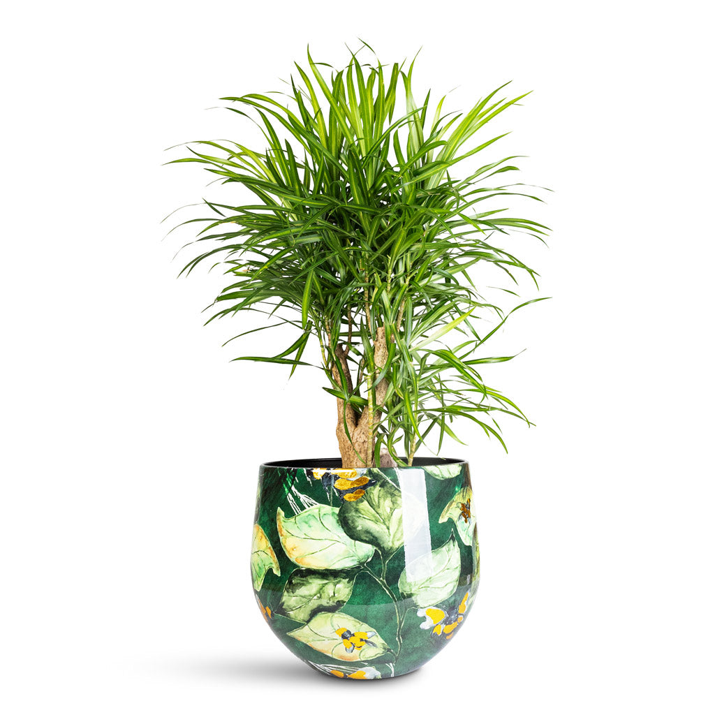 Dracaena reflexa Anita Branched Indoor Plants | Hortology - HORTOLOGY