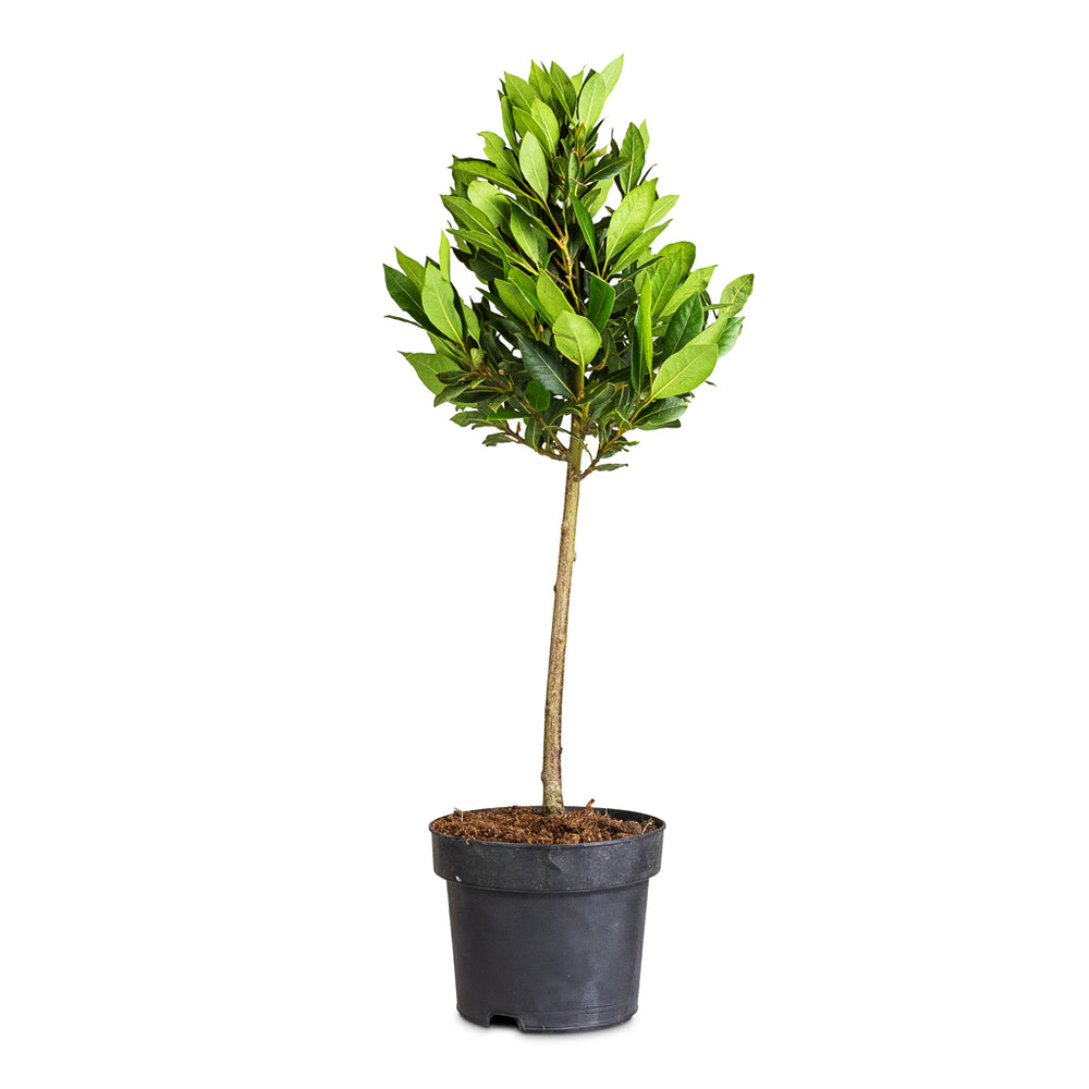 Laurus nobilis - Topiary Bay Trees - Quality Plants | Hortology - HORTOLOGY