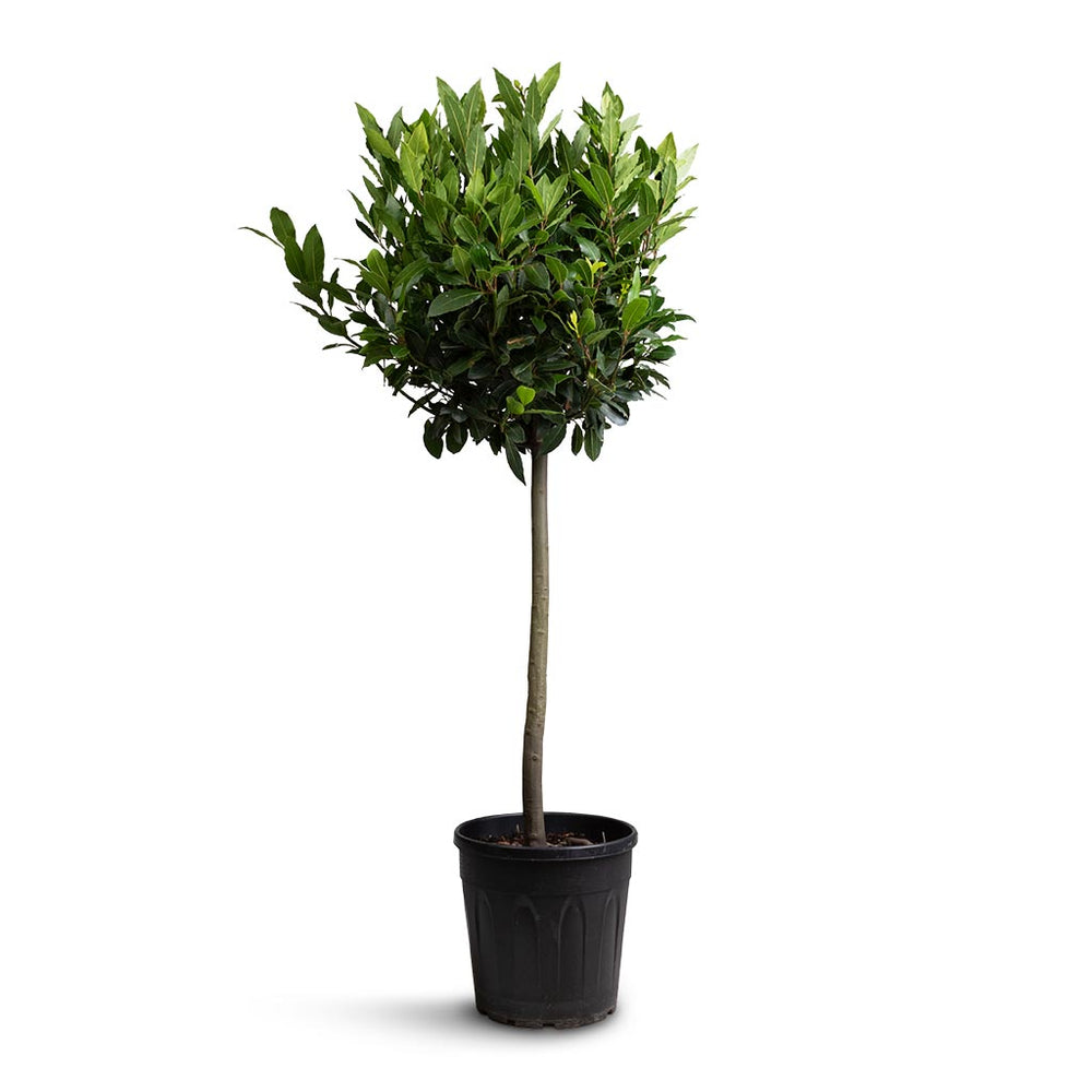 Laurus nobilis - Topiary Bay Trees - Quality Plants | Hortology - HORTOLOGY