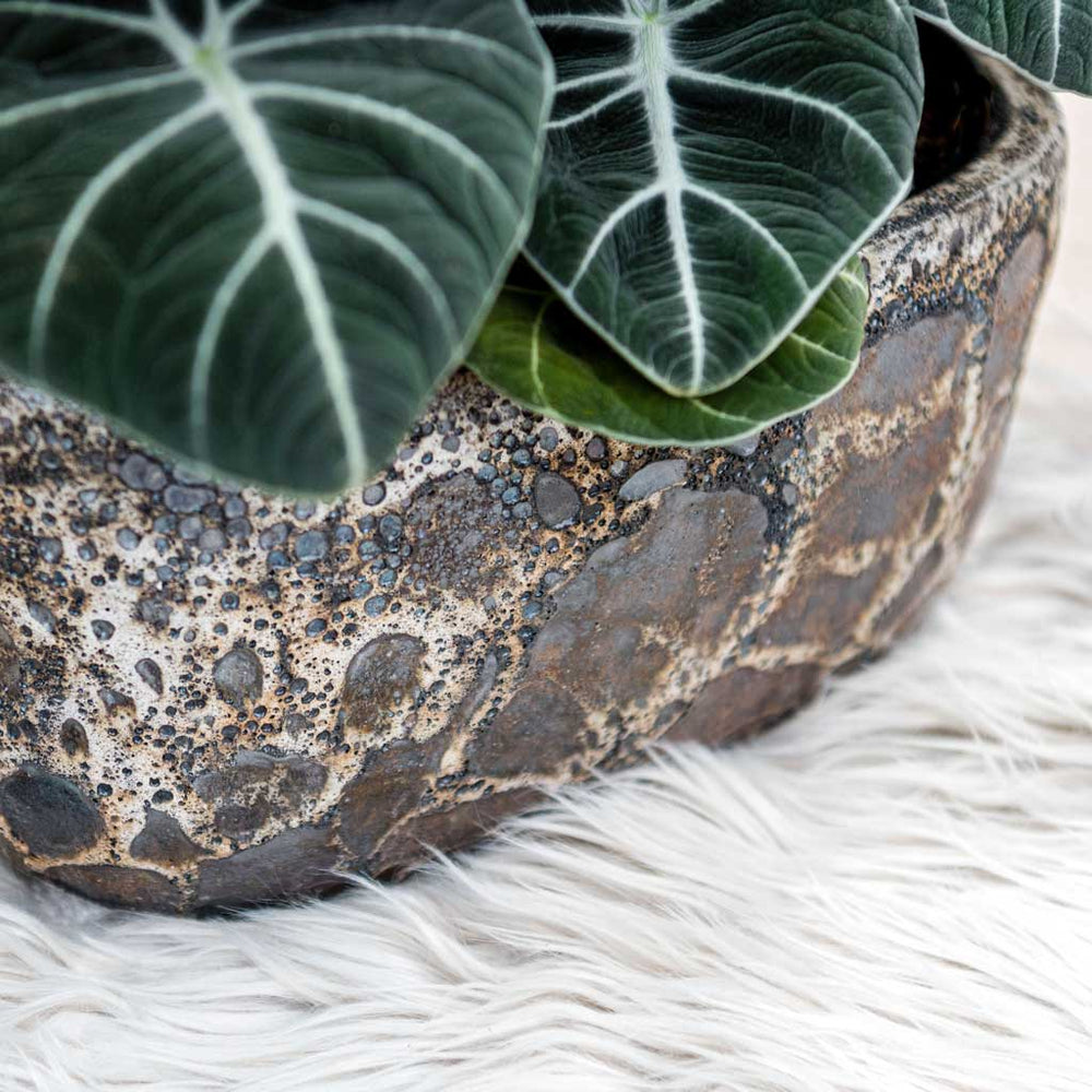 Lava Oval Relic Plant Bowl - Black - Quality Planters | Hortology