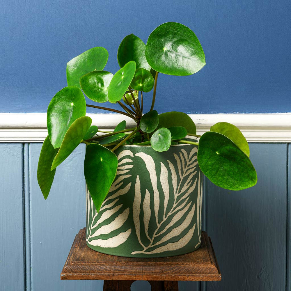 Leaf Plant Pot - Green - Quality Indoor Plant Pots | HORTOLOGY