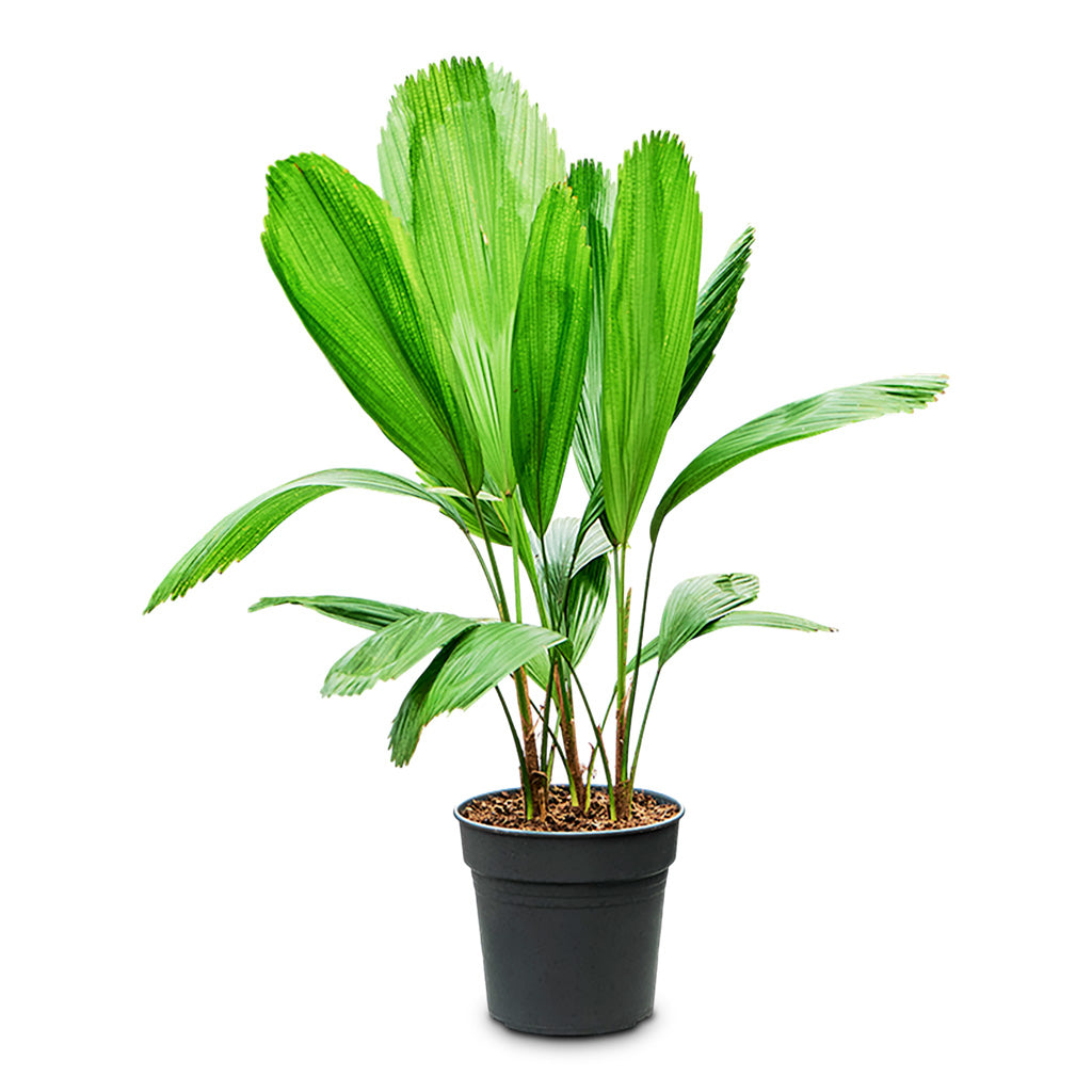 Licuala grandis - Ruffled Fan Palm - Indoor Palms | Hortology - HORTOLOGY