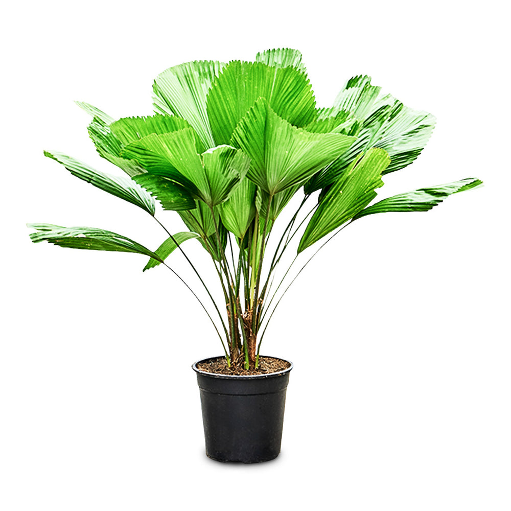 Licuala grandis - Ruffled Fan Palm - Indoor Palms | Hortology - HORTOLOGY