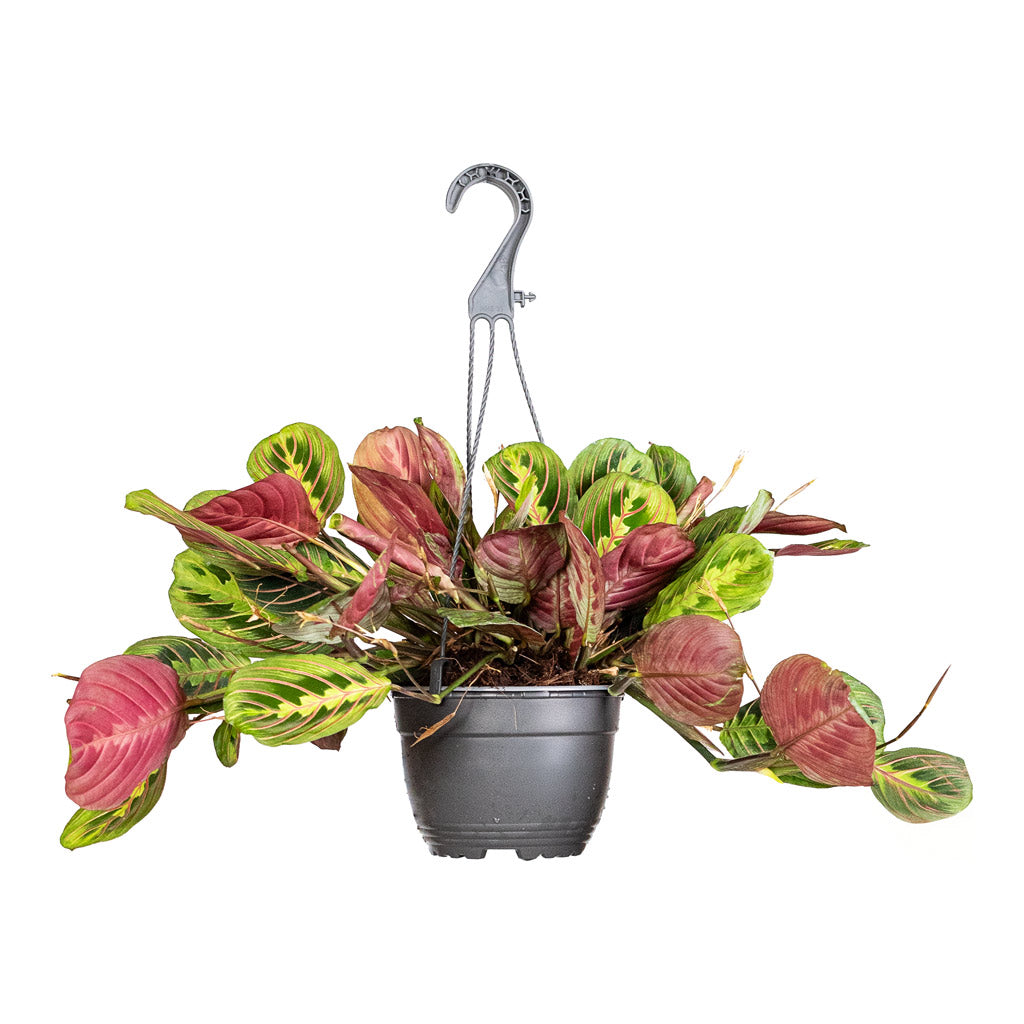 Maranta leuconeura var. erythroneura - Herringbone Plant | Hortology ...