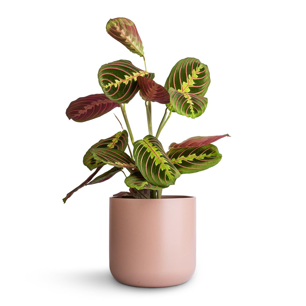 Maranta leuconeura var. erythroneura - Herringbone Plant | Hortology