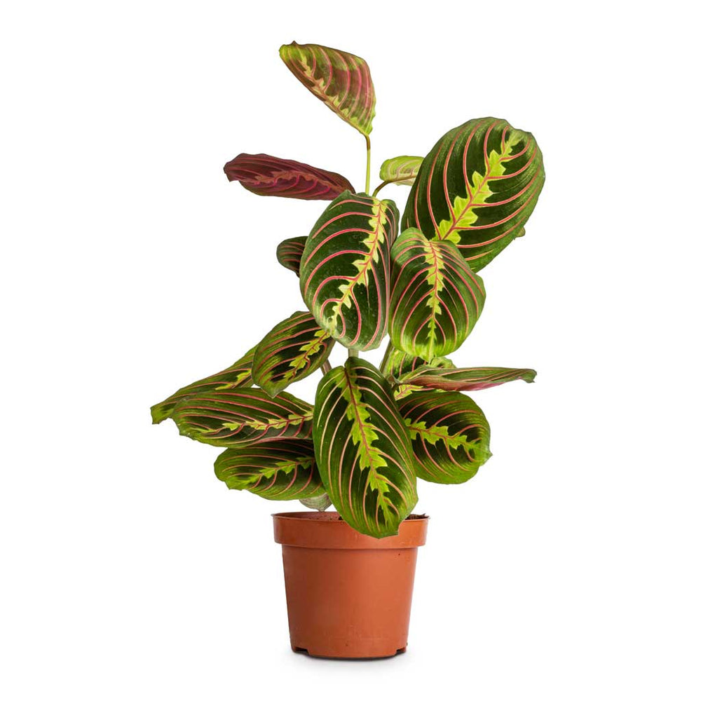 Maranta leuconeura var. erythroneura - Herringbone Plant | Hortology ...