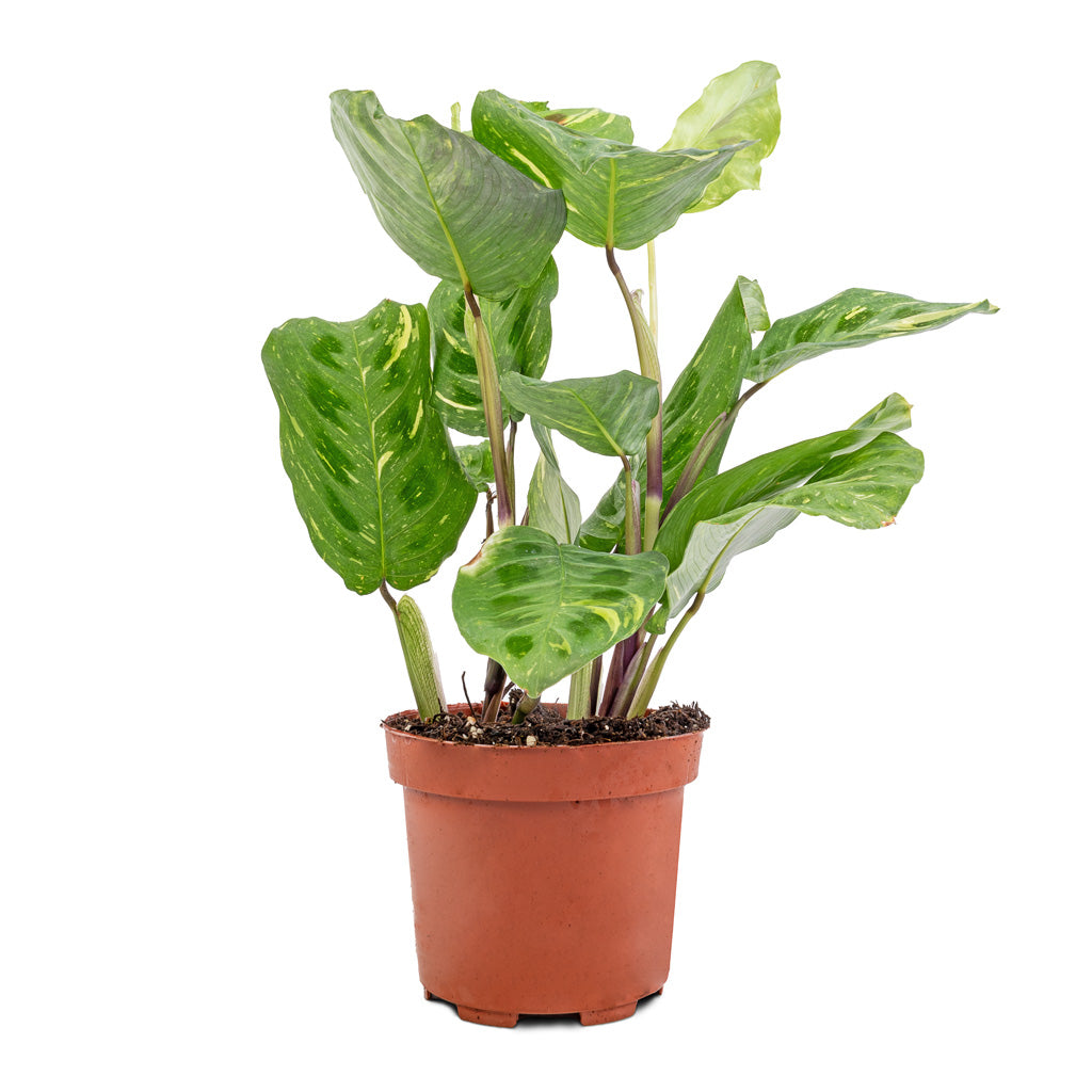 Maranta leuconeura kerchoveana - Variegated Prayer Plant | Hortology ...