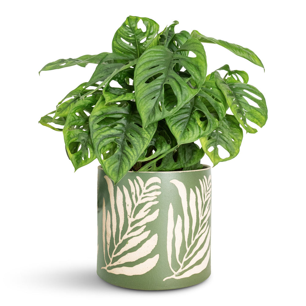 Monstera Houseplants - Indoor Swiss Cheese Plant Varieties - HORTOLOGY