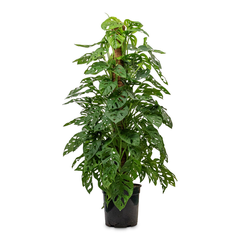 Monstera adansonii - Philodendron Monkey Mask - Moss Pole | Hortology ...