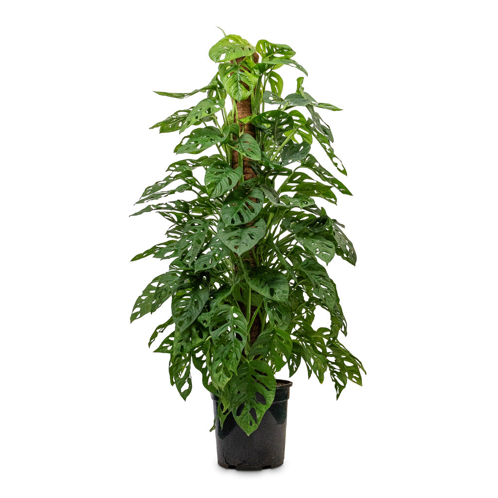 Monstera adansonii - Philodendron Monkey Mask - Moss Pole | Hortology ...
