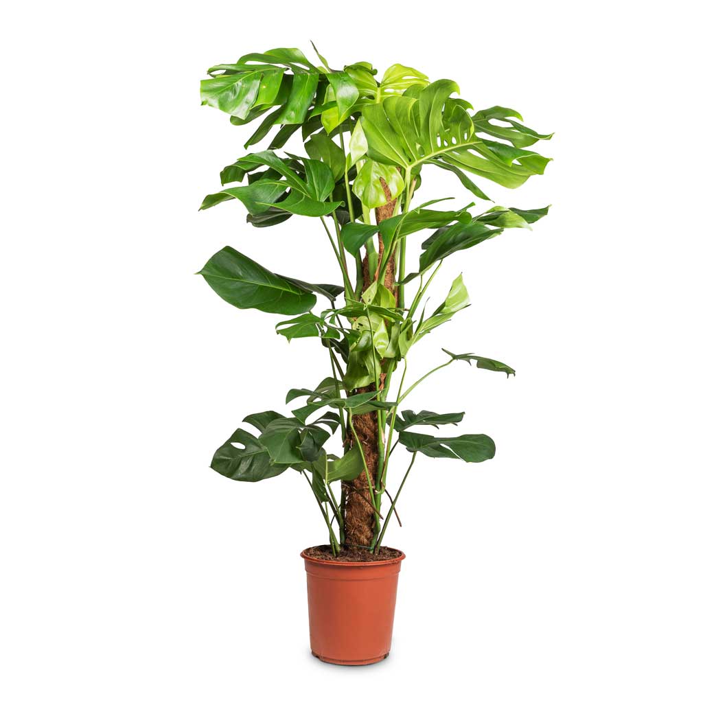 Monstera deliciosa - Swiss Cheese Plant - Moss Pole | Hortology - HORTOLOGY