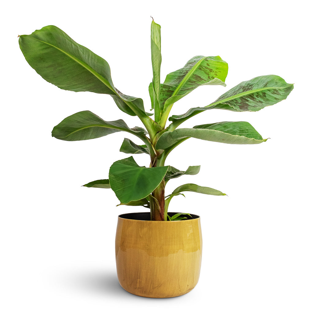 Musa acuminata Dwarf Cavendish - Indoor Banana Plants | Hortology ...