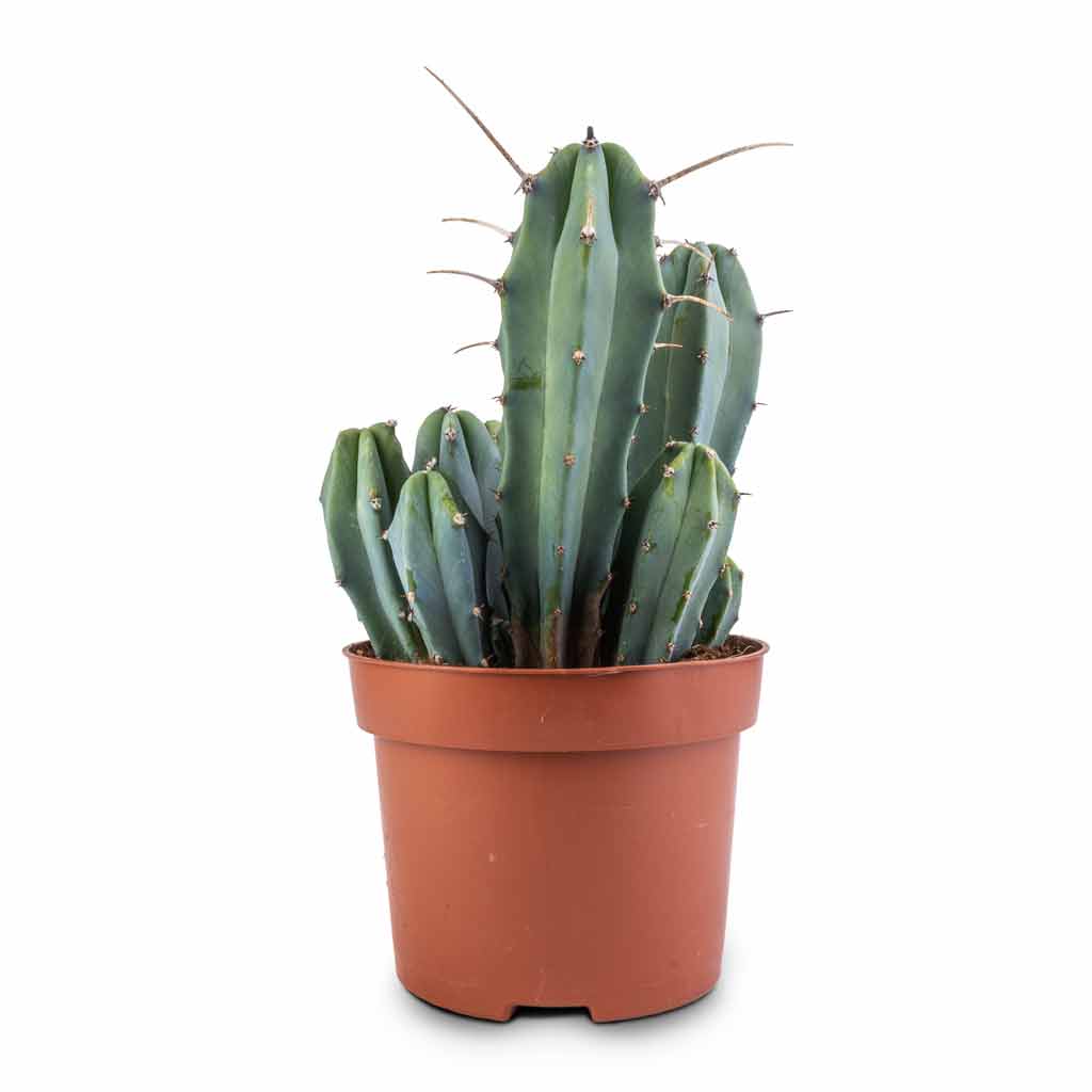 Myrtillocactus geometrizans - Blue Myrtle Cactus | Hortology - HORTOLOGY