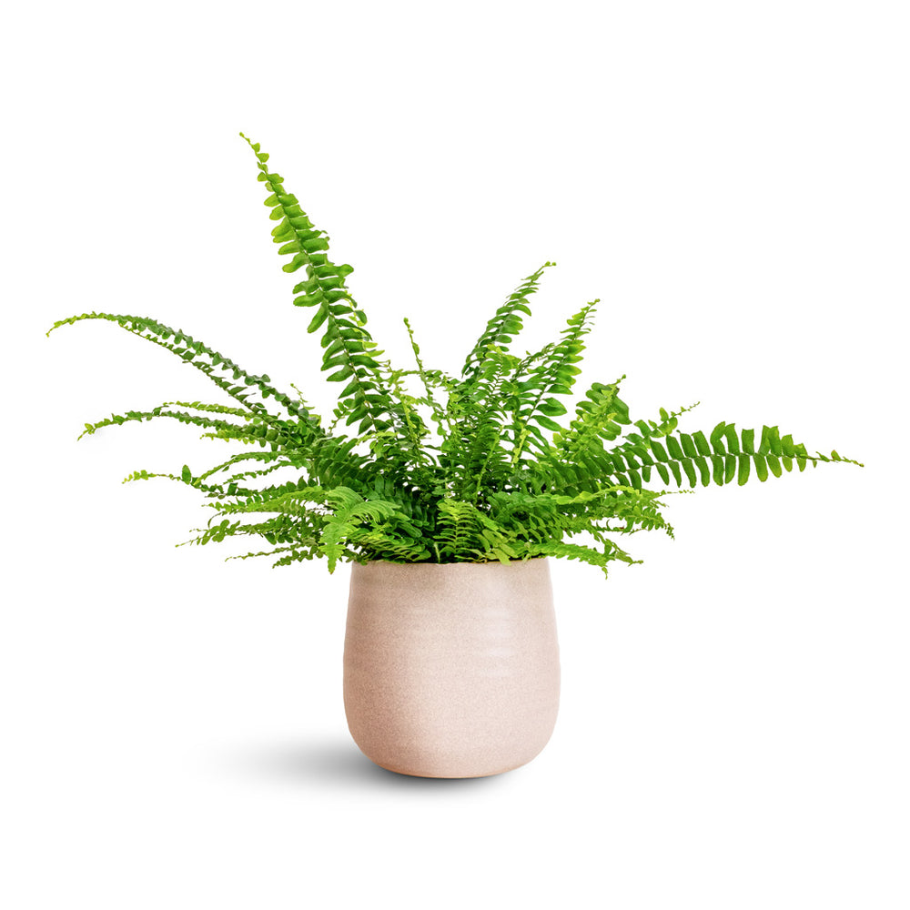 Celeste Plant Pot - Dusky Pink - Quality Plant Pots | HORTOLOGY