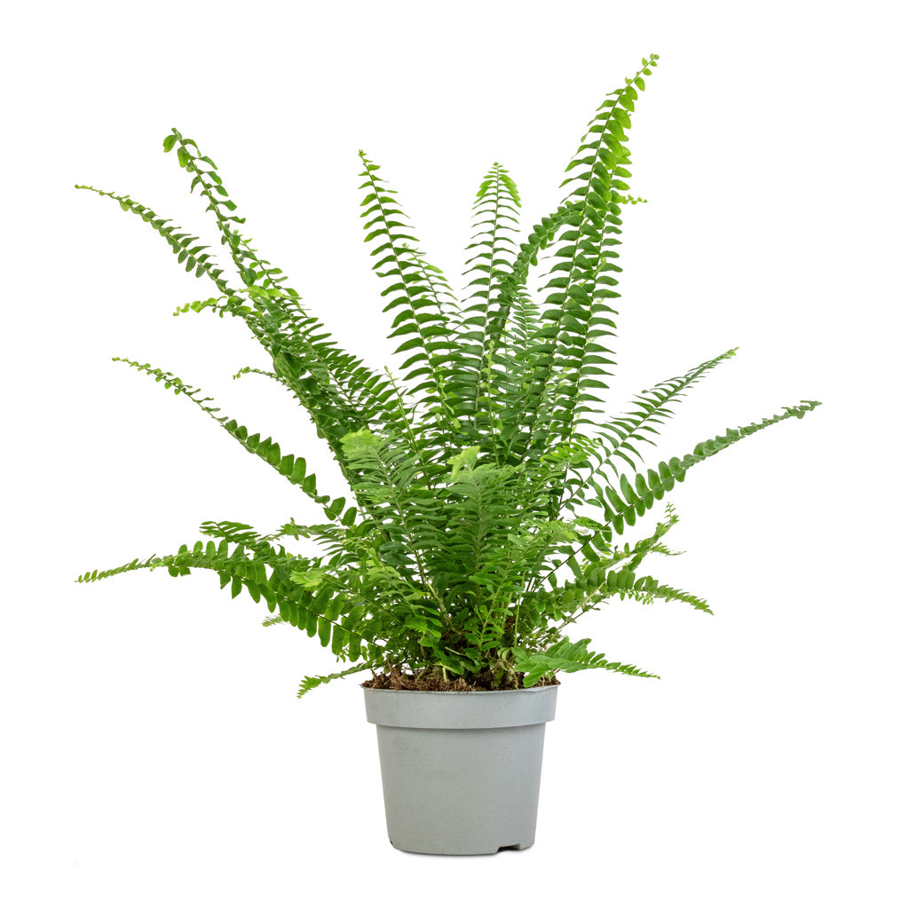 Nephrolepis exaltata Bostoniensis - Boston Fern Plants| Hortology ...