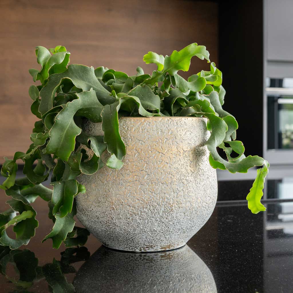 Noor Plant Pot - Metallic Grey - Quality Plant Pots | Hortology - HORTOLOGY