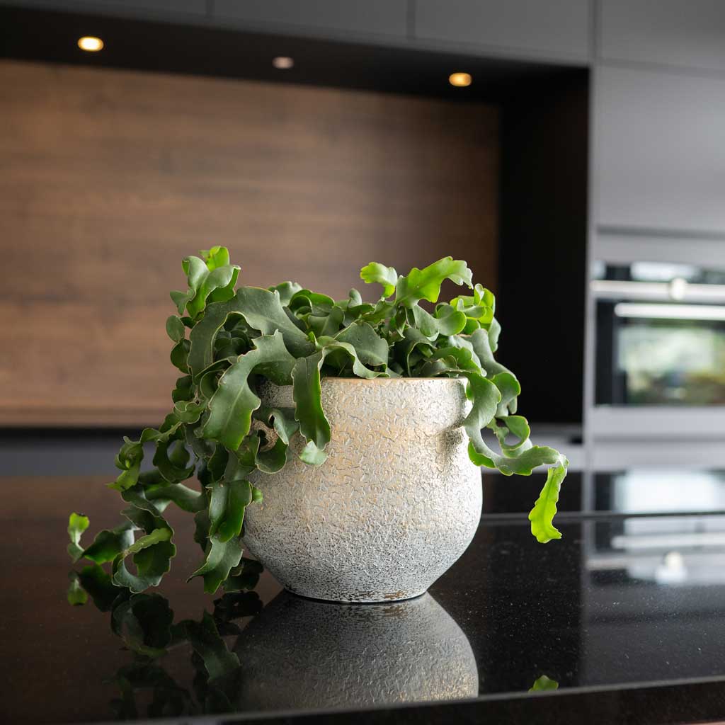 Noor Plant Pot - Metallic Grey - Quality Plant Pots | Hortology - HORTOLOGY