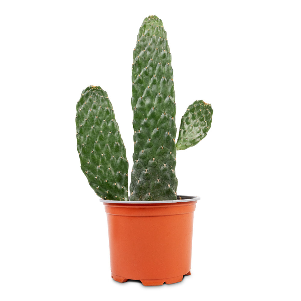 Opuntia rubescens Consolea - Road Kill Cactus | Hortology - HORTOLOGY