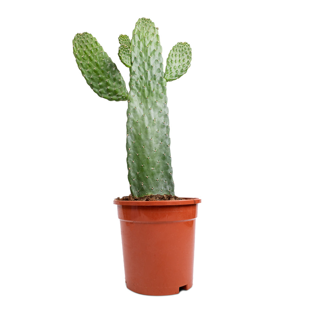 Opuntia rubescens Consolea - Road Kill Cactus | Hortology